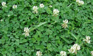 Trebol Blanco y sus Propiedades | Tusplantasmedicinales.com