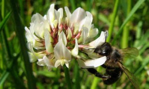 Trebol Blanco y sus Propiedades | Tusplantasmedicinales.com