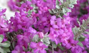 Cenizo | Tusplantasmedicinales.com