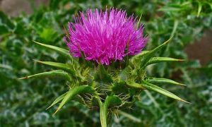 Planta Cardo | Tusplantasmedicinales.com